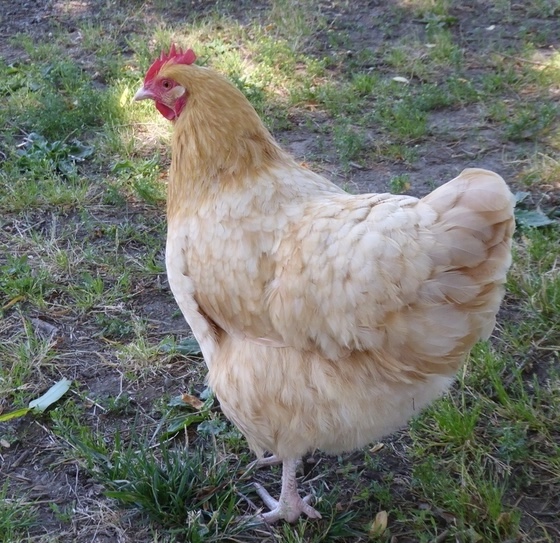 Henny, the Stranger Hen: A Story for Humans (2)* - Leading from the Middle